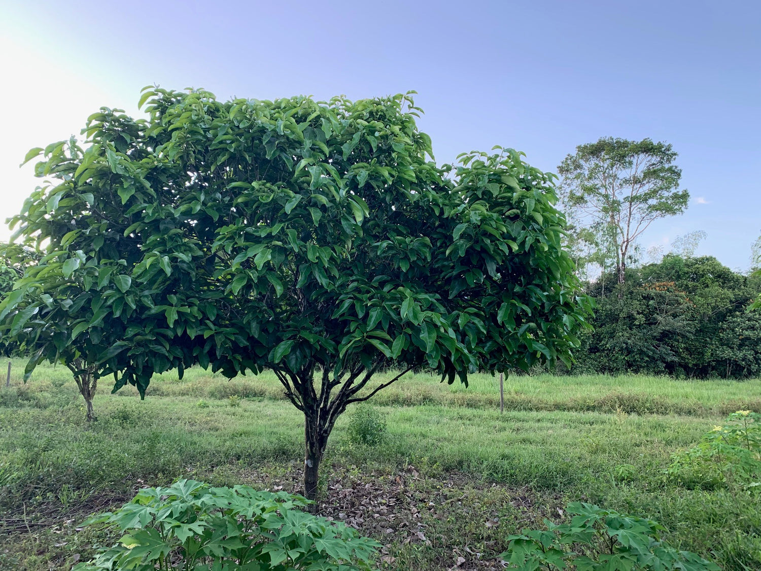 Sobre nosotros – Arlés Organics